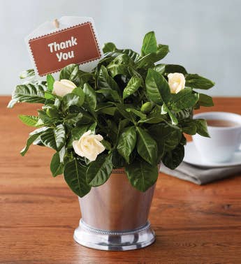 Thank You Flowers & Thank You Plant gifts | Harry & David