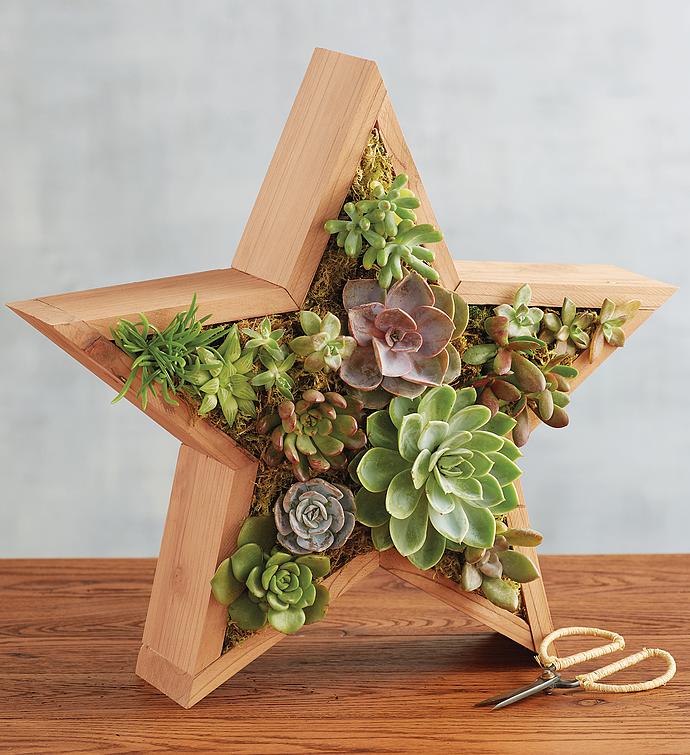 Star Succulents | Harry & David