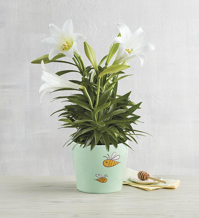 Easter Lily History & Meaning of Easter Lilies | Petal Talk